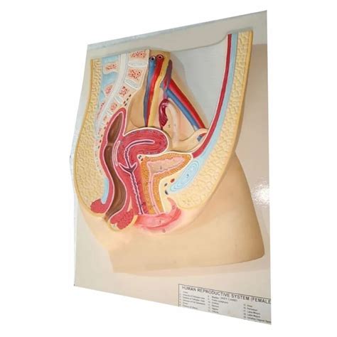 Female Reproductive System Anatomical Models At Rs 1000 Human