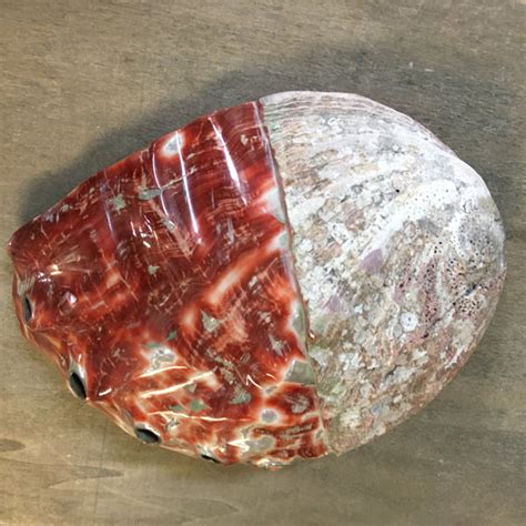 Polished Large Red Abalone Shell Sea Things Ventura Polished Large Red Abalone Shell Sea Things Ventura