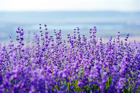 라벤더 꽃여름 보라색 라벤더 밭 위에 일몰 발 렌 솔 인근 프랑스 프로방스의 라 반 다 필드에 향기로운 꽃의 무리 0명에 대한 스톡 사진 및 기타 이미지 Istock