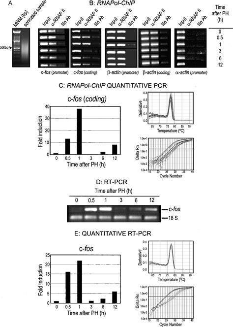 time course of c fos transcription in rat liver after ph a