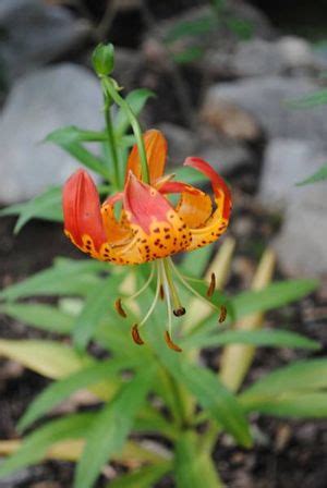 Lilium Pardalinum Giganteum Native Plant Database