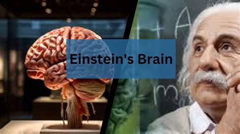 Albert Einstein How Einsteins Brain Was Different Youtube