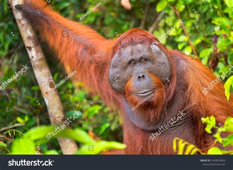 Borneo Wildlife Images Stock Photos Vectors Shutterstock
