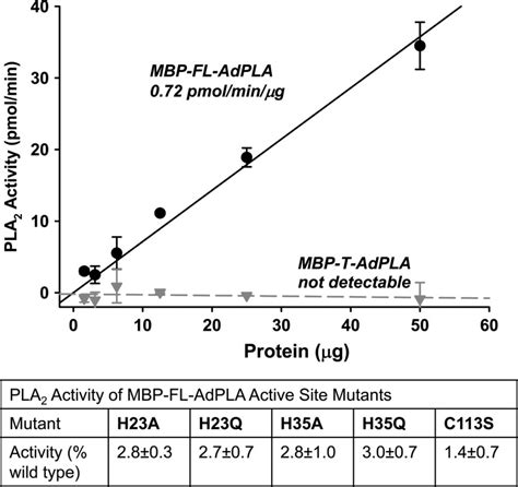 Structurefunction Relationships Of Adipose Phospholipase A2 Containing
