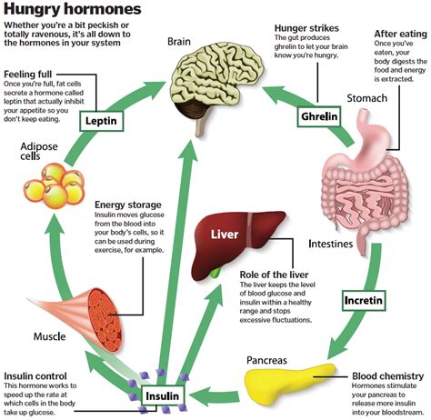 The Biology Of Hunger How It Works