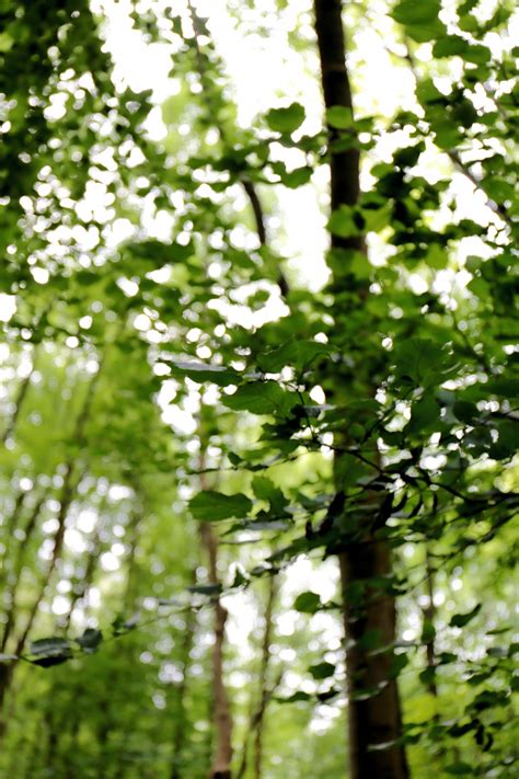 무료 이미지 숲 분기 하늘 목재 한 지방 햇빛 잎 탐험하다 녹색 색깔 자작 나무 자연스러운 식물학 영국 그림자 낙엽 삼림지 버크셔