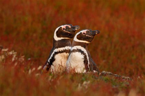 Animals That Mate With The Same Sex