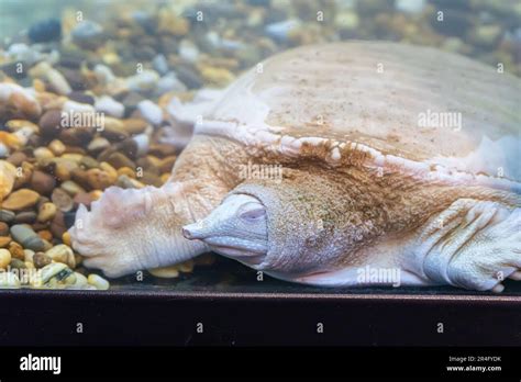 Albino Softshell Turtle