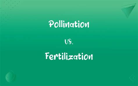 Pollination Vs Fertilization Whats The Difference