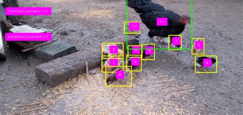 Chick And Chicken Detection And Counting System Pyresearch
