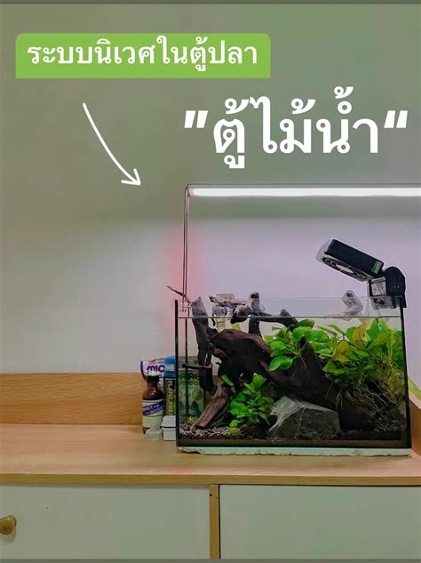 ยกธรรมชาติมาไว้ในตู้ปลา เลี้ยงปลาให้สนุกขึ้น เพิ่มความมินิมอล แกลเลอ