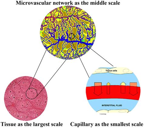 Schematic Of Different Scales Of Simulated Solid Tumor Growth