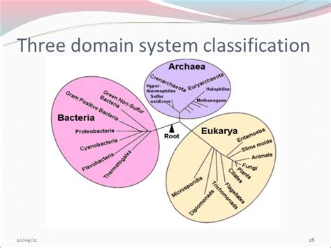 🎉 Three Domain System Of Classification 13 Classification 2019 02 27