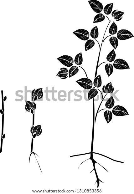 Raspberry Vegetative Reproduction Scheme Growth Stages เวกเตอรสตอก ปลอดคาลขสทธ