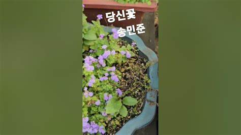 당신꽃 송민준 오승근 Shorts 트롯맨 Youtube