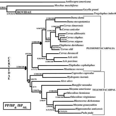 Bayesian Tree Resulting From The Analysis Combining The Four Markers