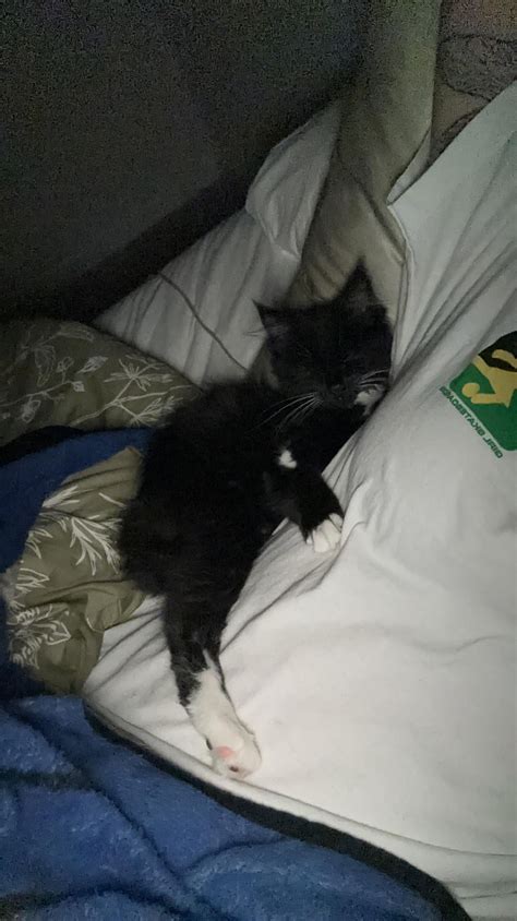 I Never Want This Kitten To Grow Rkittens