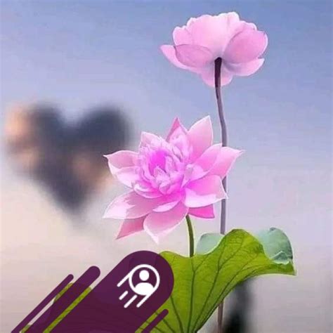 ပညာဖြင့်ကိလေသာမှလွတ်မြောက်သူ ပညာဝိမုတ္တရဟန္တာ သုဒ္ဓဝိပဿနာယာနိက ပါမောက္ခချုပ်ဆရာတော်ဘုရားကြီးဒေ