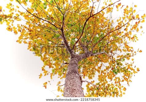 Trees Green Leaves Turning Yellow Red Stock Photo Shutterstock