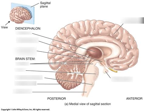 Lab Final Part 1 The Brain Diagram Quizlet