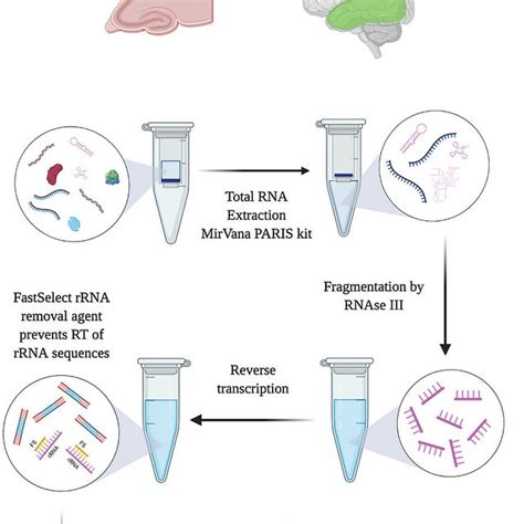 An Overview Of The Protocol Described Here For Simultaneous Detection