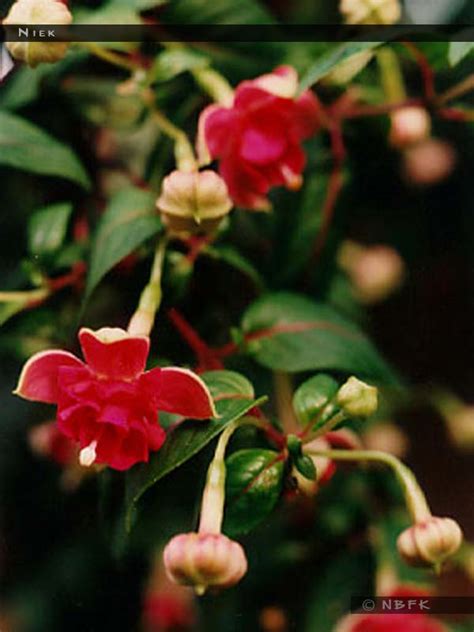 Niek - FuchsiaFinder