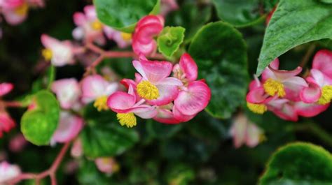 Premium Photo Beautiful Pink Wax Begonia Flower Blooming At The Garden