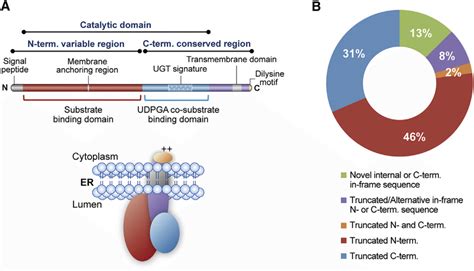 Structural Organization Of Ugt Enzymes And Alternative Isoforms