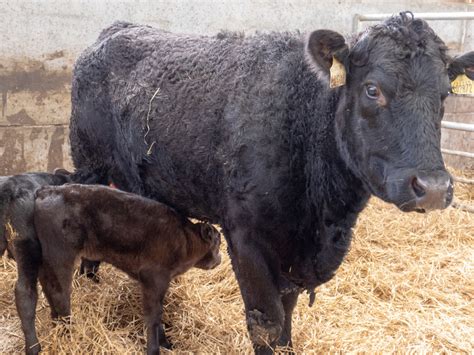 Early Pregnancy Diagnosis In Cows Benefits The Environment And The Pocket Farmers Guide