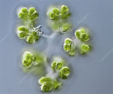 Botryococcus Sp Algae Light Micrograph Stock Image C038 5405 Science Photo Library