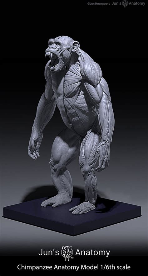 Chimpanzee Anatomy Model 1 6th Scale Juns Anatomy