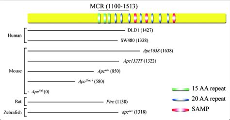 Apc Domain Structure The Central Region Of Apc Is Composed Of Three 15