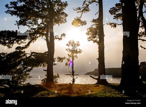 Trees Growing Near Ocean Stock Photo Alamy