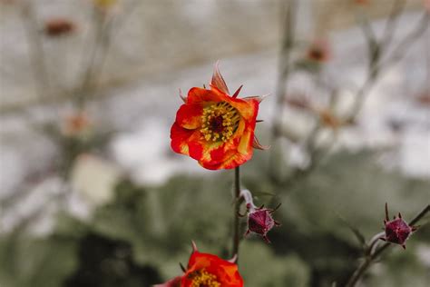 Barnyard Flower Canvas Etsy