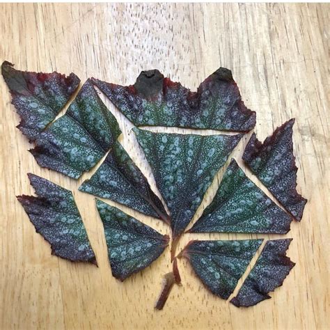 Begonia Propagation Tips From Liquidstars56