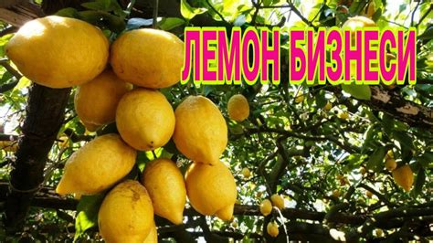 ТЕПЛИЦА БИЗНЕСИ ЯНИ ИССИКХОНА ДЕХКОНЧИЛИК Youtube