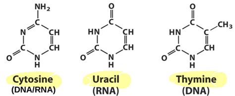 Lecture 2 The Structure Of Informational Macromolecules Dna And Rna Flashcards Quizlet