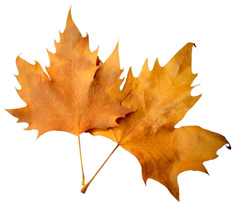 Autumn Falling Leaves 11016125 Png Free Word Template