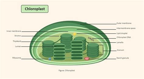 Thylakoid Structure And Function