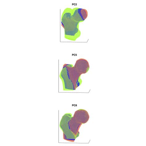 The First Nine Proximal Femurs Principal Components Pcs The Average Download Scientific