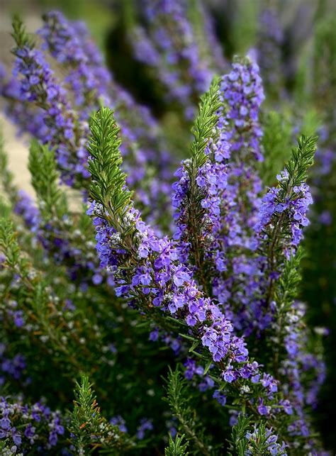 Rosemary Flower In India At Aidan Zichy Woinarski Blog
