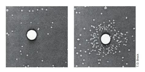 Ames Test Mutagenicity Test For Carcinogens Microbe Online