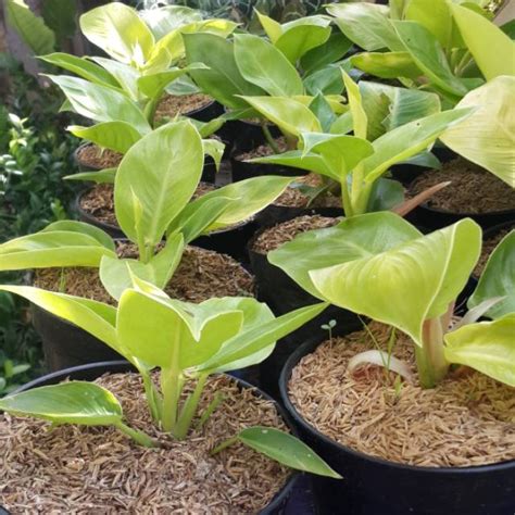 Jual Philo Lemon Shopee Indonesia