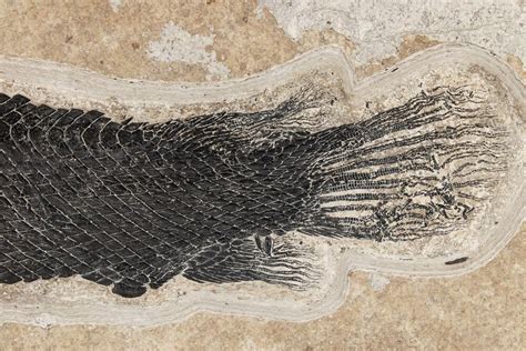 16 8 Fossil Gar Lepisosteus From Wyoming Spectacular Scales 206437 For Sale