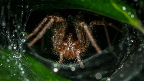 10 Harmless House Spiders You Didnt Know Were Friendly Safe Pest Sol