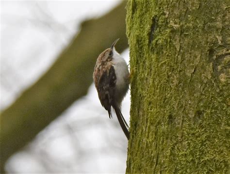 Andrew Robin Photography Tree Creeper