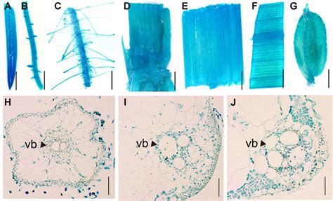 The Spatiotemporal Expression Patterns Of Mir319a The Gus Reporter Was