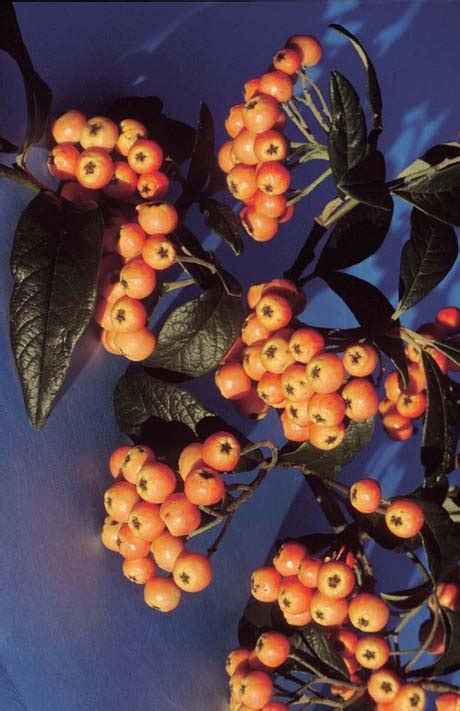 Cotoneaster Salicifolius Exburiensis Frank P Matthews