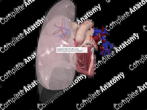 Lingular Vein Of Left Lung Complete Anatomy
