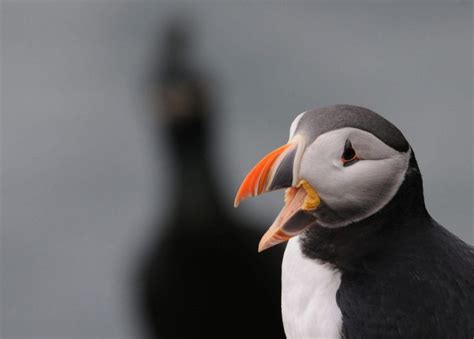 A Day Trip To Tory Island Birdwatch Ireland